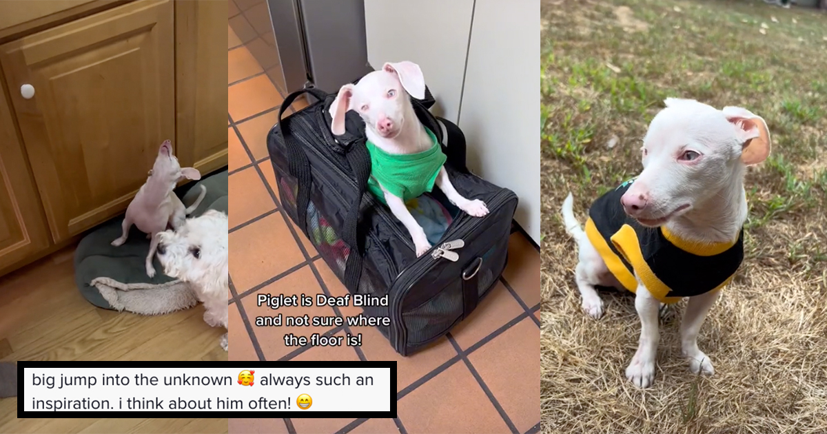 Piglet the Deaf and Blind Pink Lil Pup Inspires Everyone on the ...
