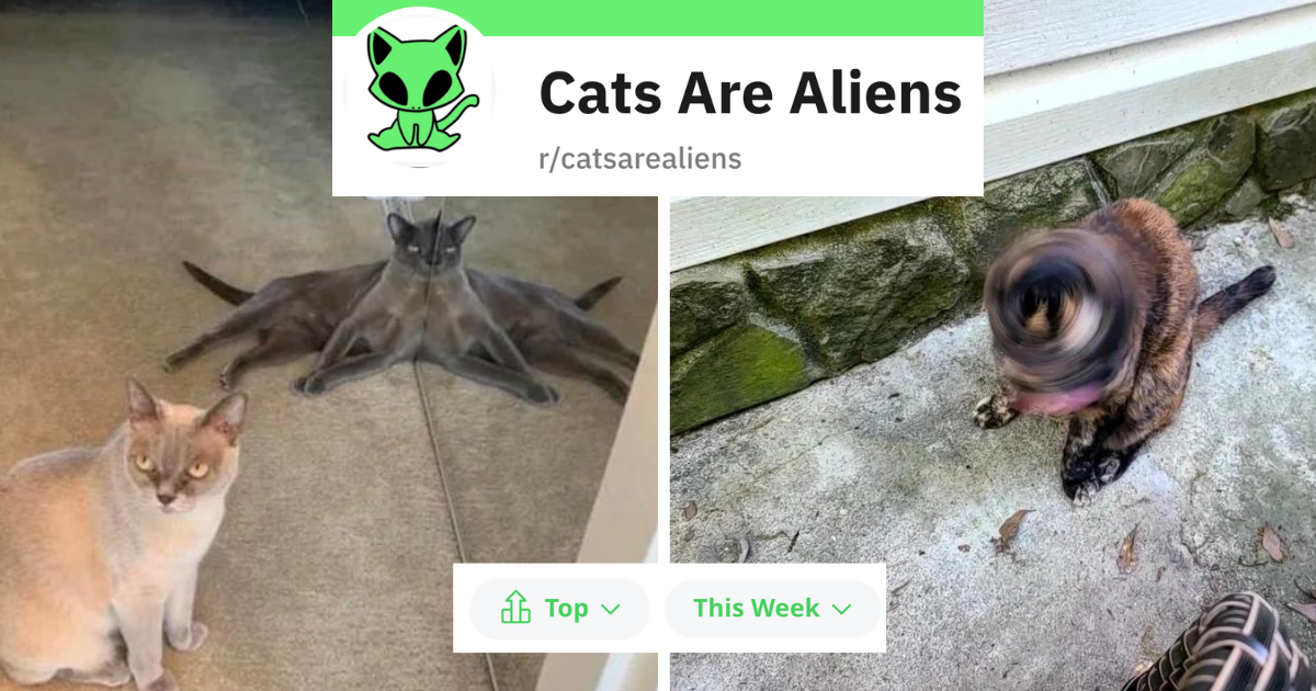 Strange Encounters Of The Feline Kind: Adorable Alien Kitties From ...