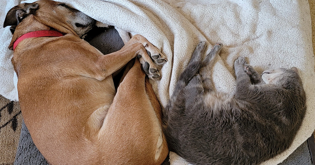 I Can Has Cheezburger? - dogs - Page 3 - Funny Animals Online - Cheezburger