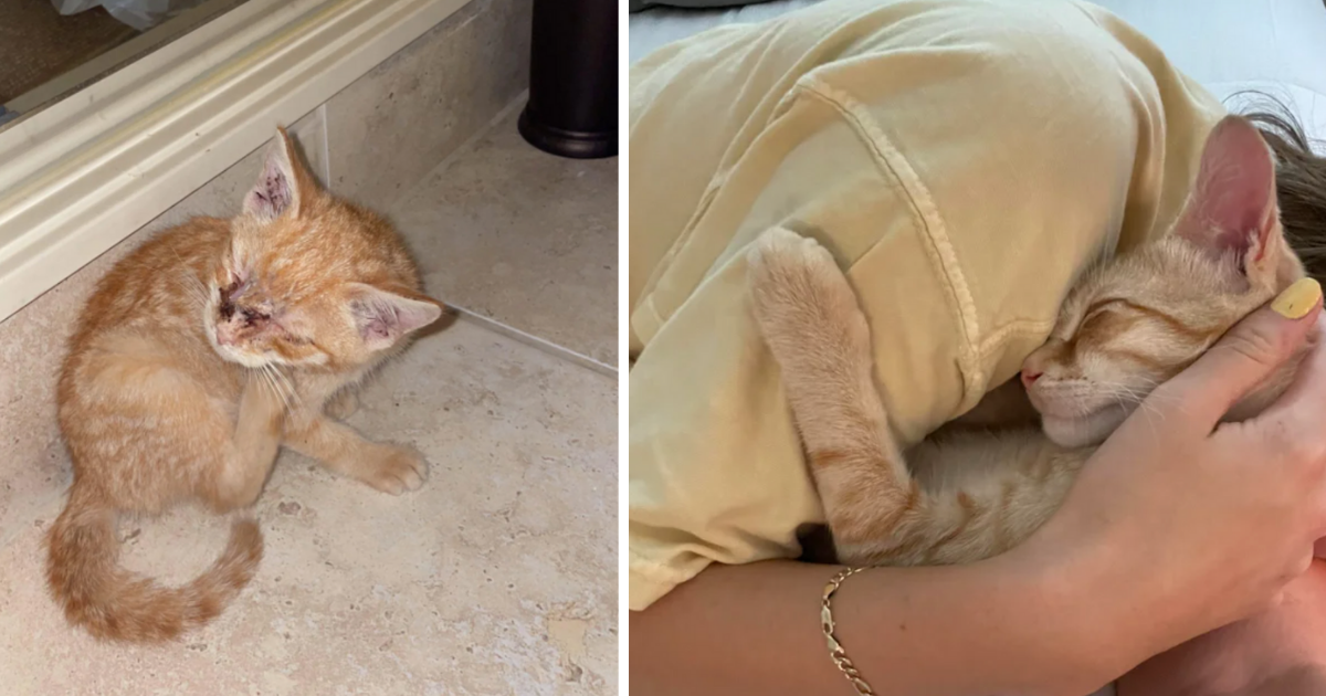 Power Of Love: 33 Before And After Glow Up Photos Of Cats Post Adoption ...