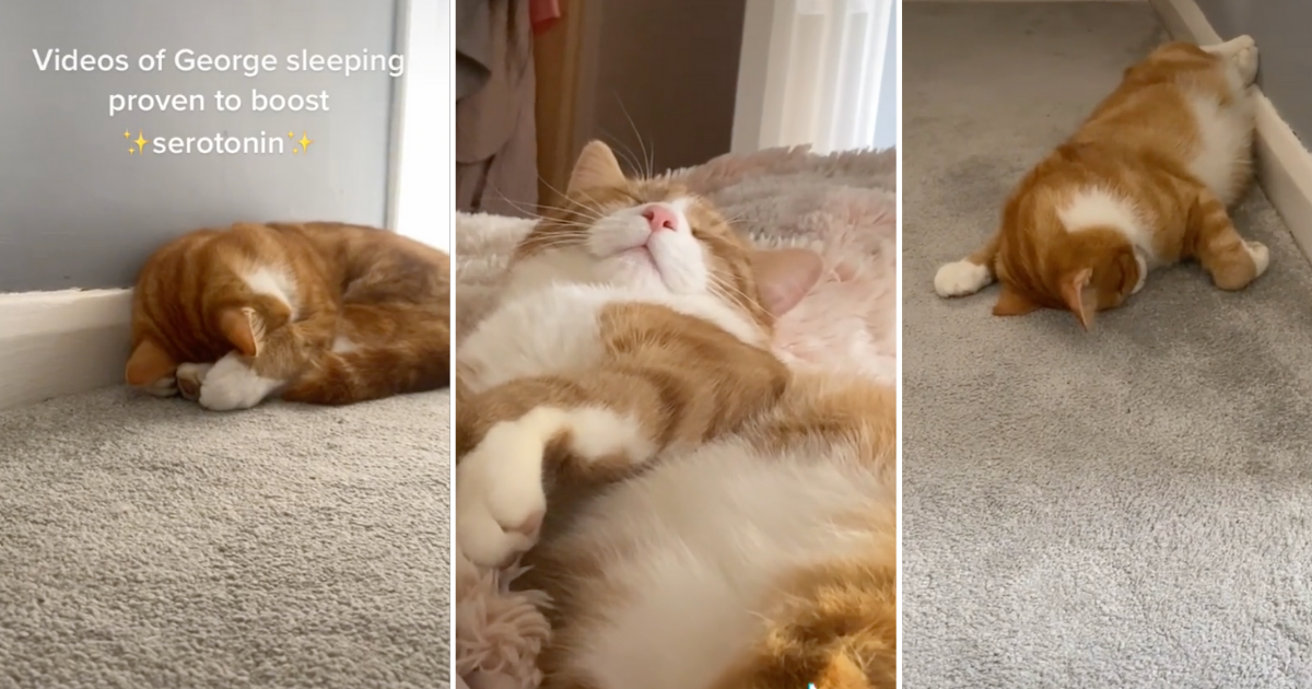 Weekly Boost Of Serotonin: Sweet Cats, Smol Cats, And Sleepy Cats - I ...