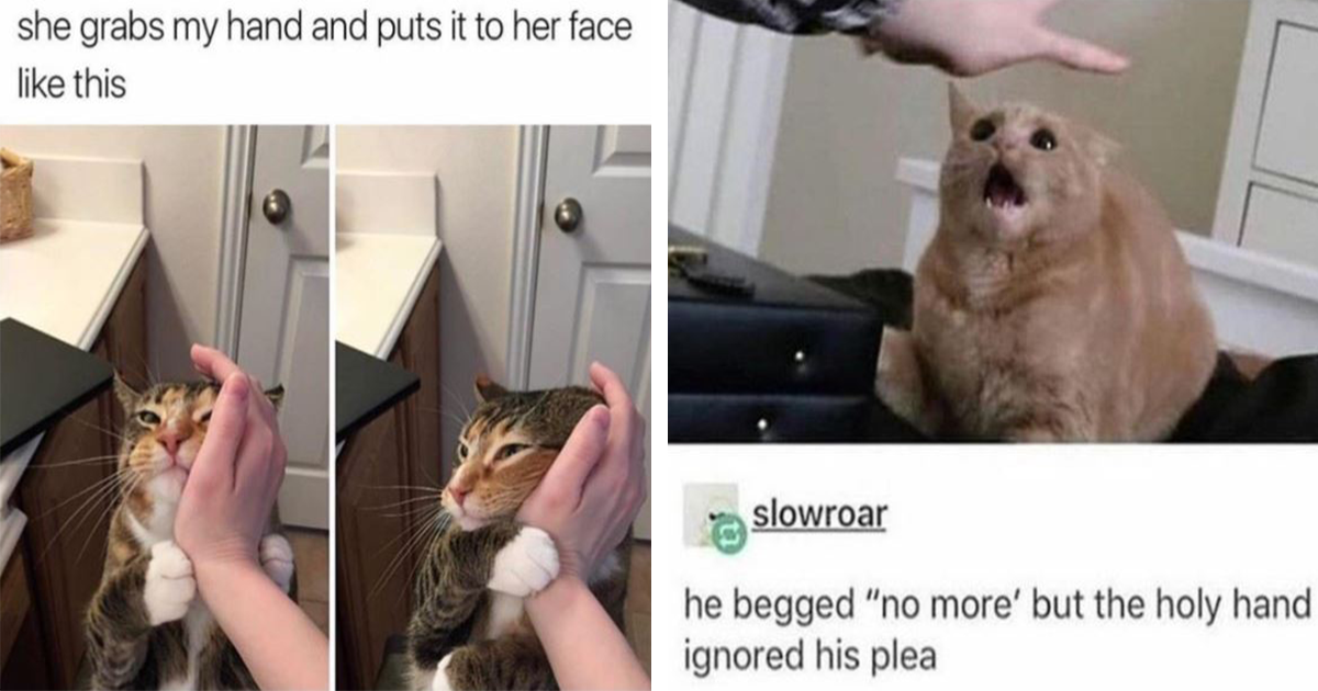 Halfway To Caturday: Purrfectly Funny Cat Memes And Tweets - I Can Has ...