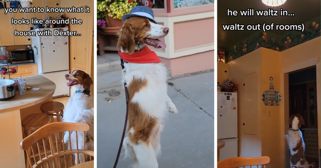 'He just pops up and waltzes around': Dexter the Peculiar Doggo Likes ...
