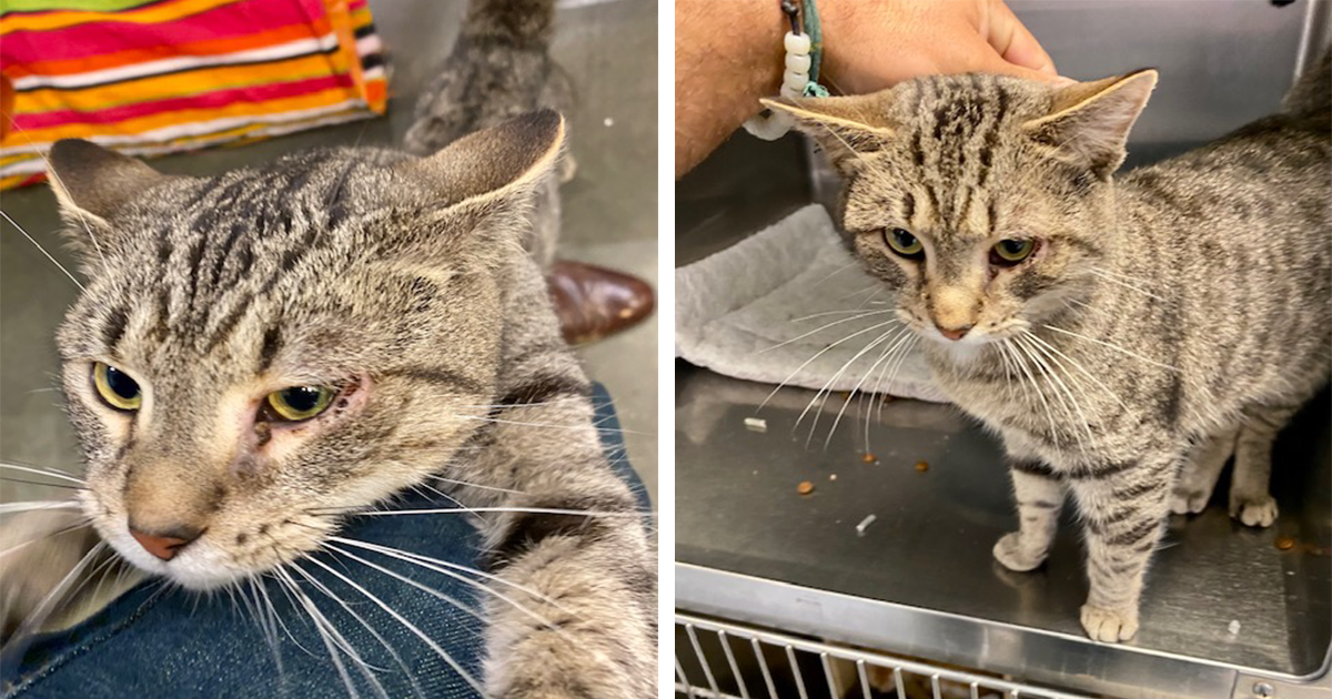 Adorable Troublemaker Cat Casanova Seeks To Charm His Way Into Forever ...