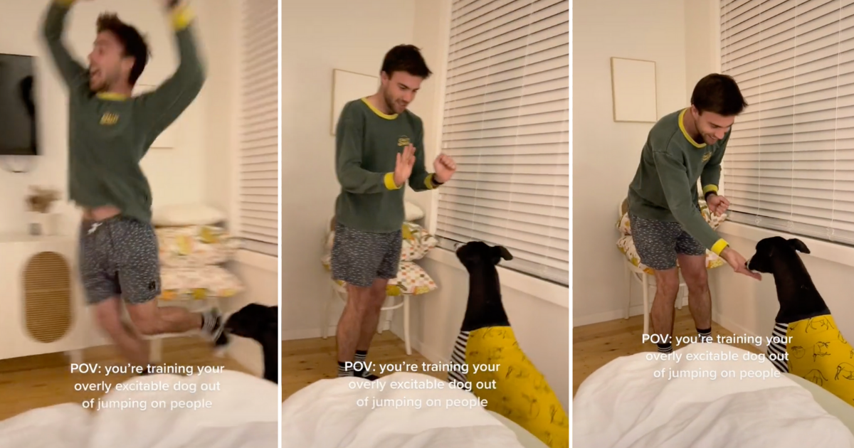 Man Trains Excited Doggo Out Of Jumping On People By Acting Like An ...