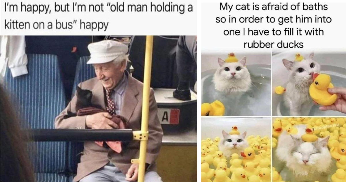 A Carefully Curated Smol Collection Of Cat Memes For A Happier Day - I ...