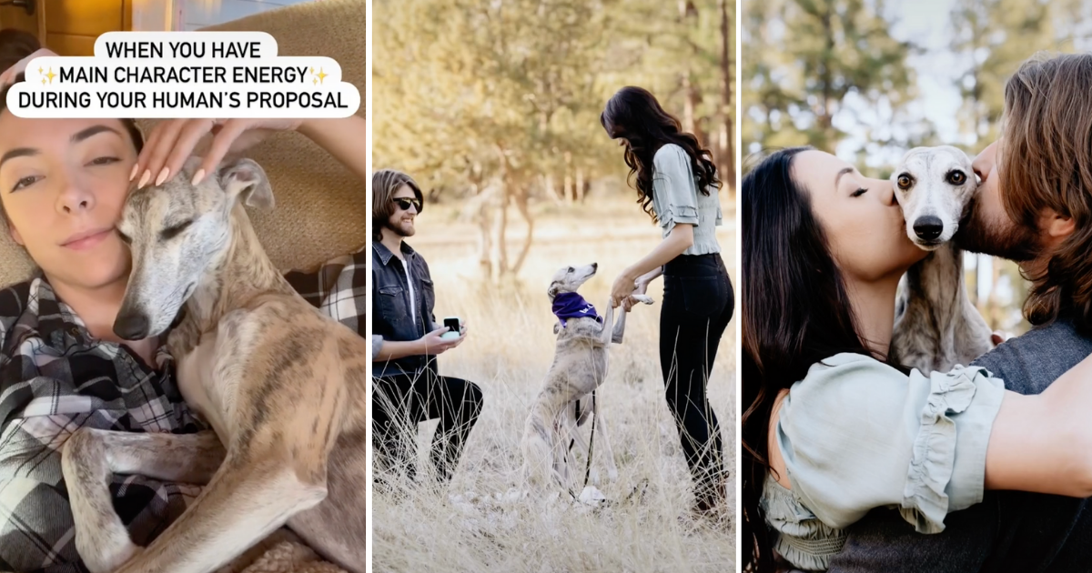 Doggo Steals The Spotlight From Her Hooman's Engagement Because She's ...
