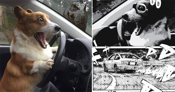 Internet encuentra una foto de un perrito asustado y claro, internet ...