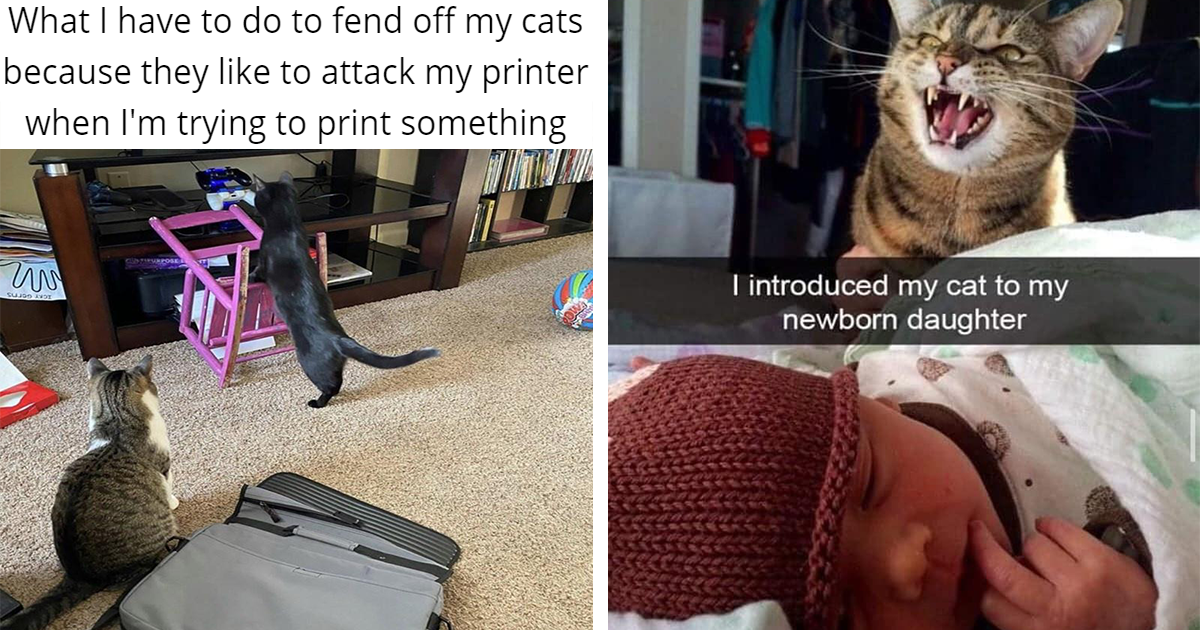 29 Very Funny Cat Memes From Around The Web - I Can Has Cheezburger?