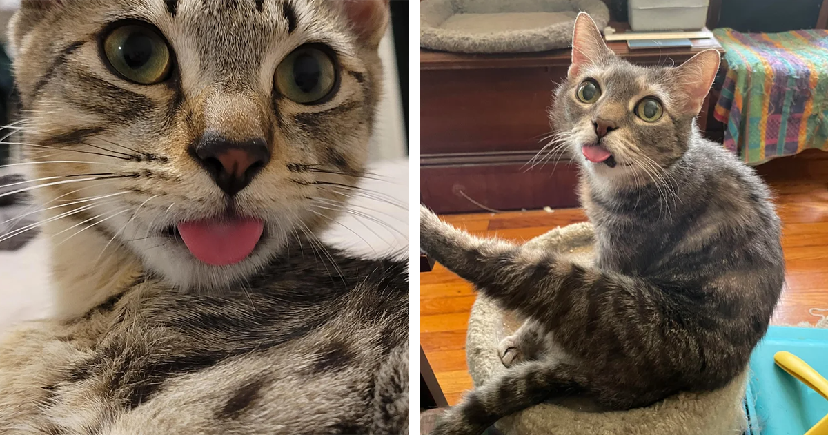 Cats Purrfecting The Art Of The Bloopidy Bleppity Belp - I Can Has ...