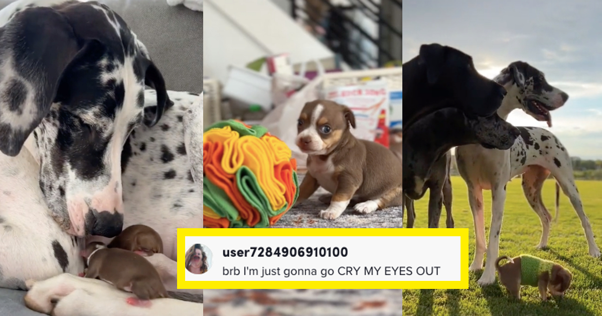 Abandoned and Motherless Newborn Chihuahua Puppy Gets Adopted by a ...