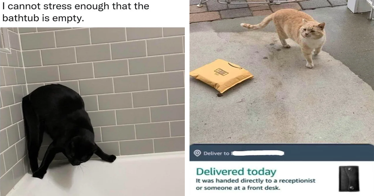 Belly-Clutchingly Hissterically Relatable Cat Memes For Cat Owners And ...