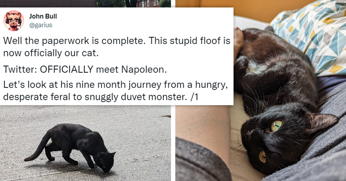 Twitter Thread: A Cat's Journey From A Hungry, Scared And Desperate ...