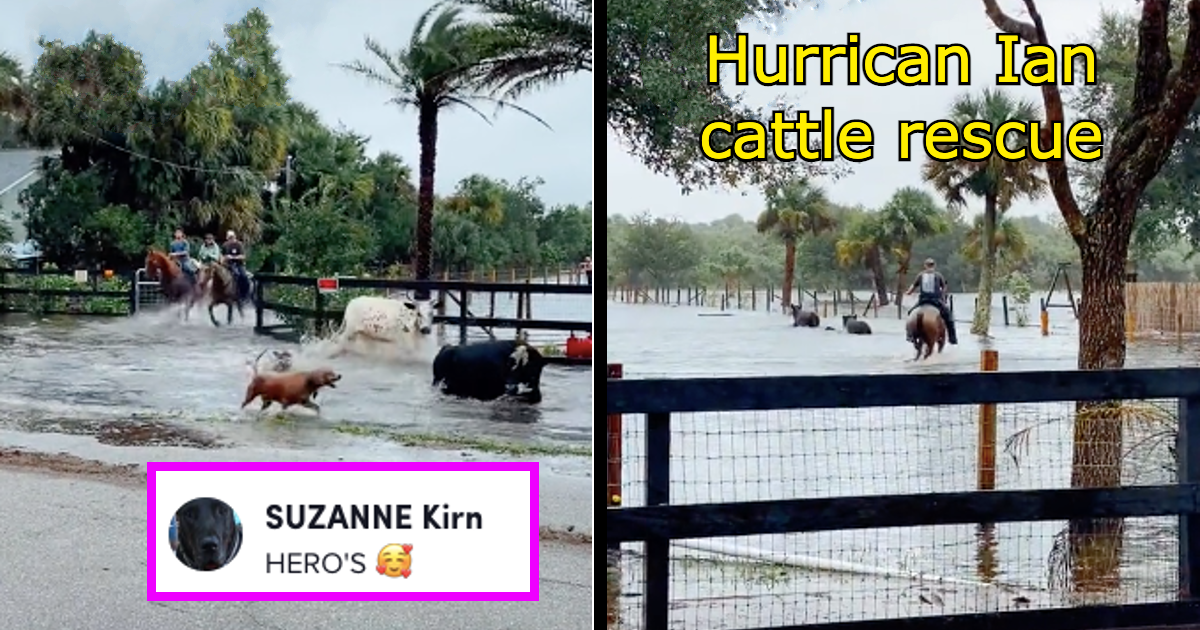 Brave Rancher Saves a Herd of Cows From Certain Doom in Hurricane Ian ...