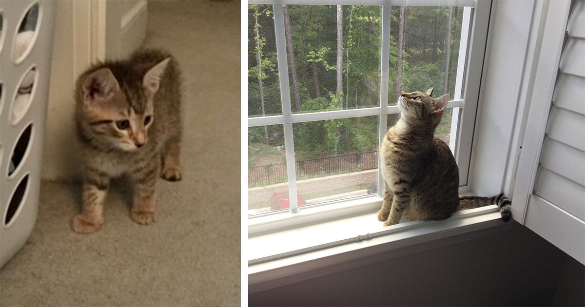 Sweet Tabby Sisters Who Purr Even When Taking Shots Are Still Stuck In ...