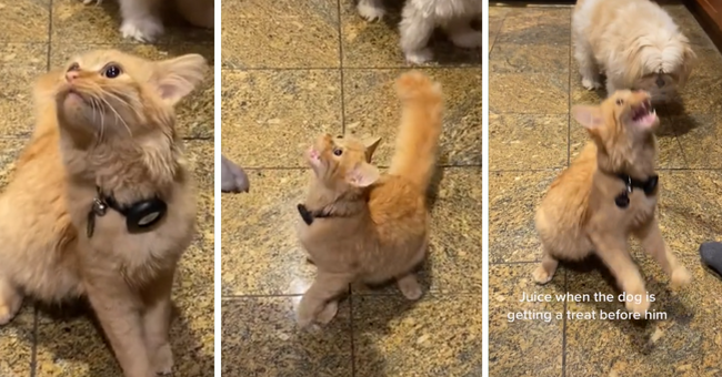 Juice the Orange Kitty Throws a Proper Tempter Tantrum When His Hooman ...