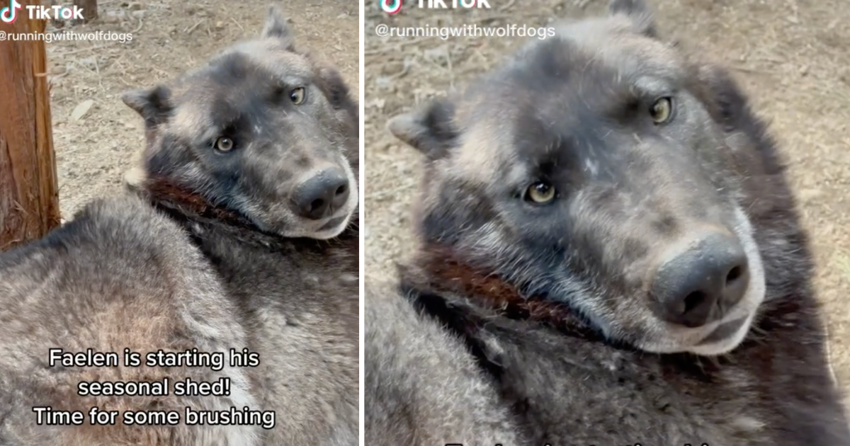 Wolfdog Demonstrates To Be The Politest Little Fellah While Woman ...