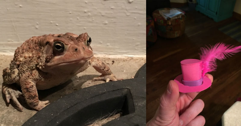 This Guy Creates Funny Hats for the Friendly Toad That Lives on His ...