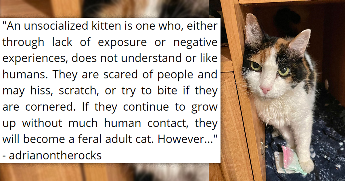 Carefully Getting An Unsocialized Cat To Trust And Love Humans: A Quick ...