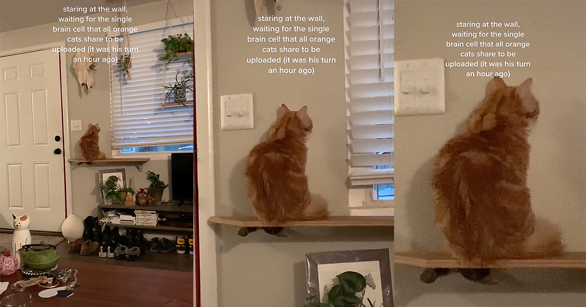 'Waiting for the single brain cell all orange cats share:' Cat falls ...
