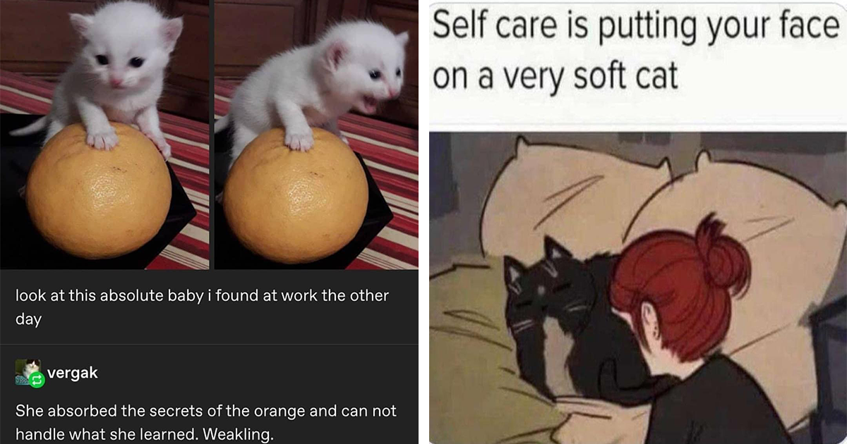 I Can Has Cheezburger? - Memes - Page 2 - Funny Animals Online ...