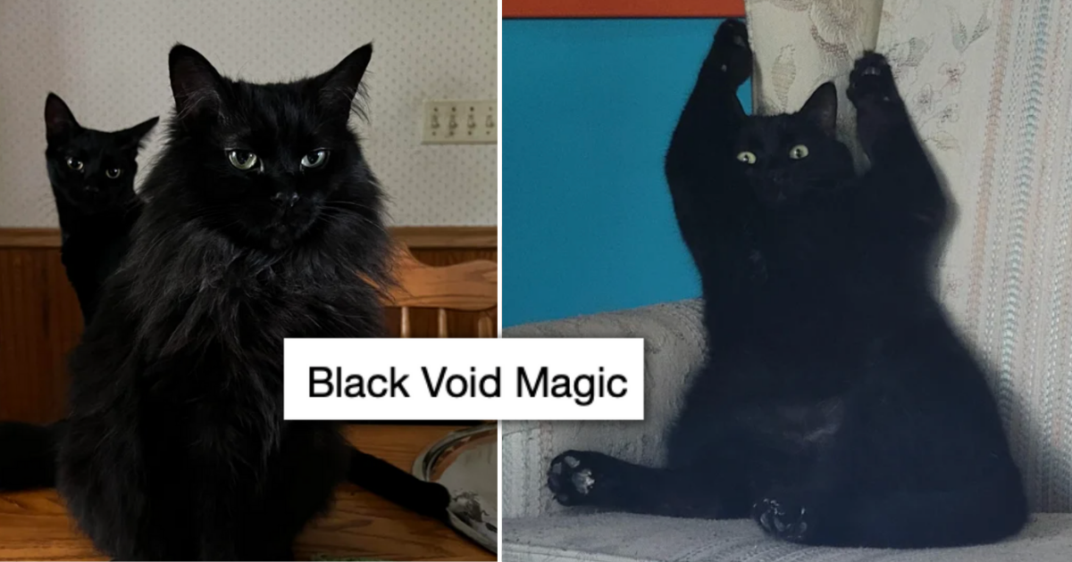15 Photos Of Black Cat Magic: Big Voids, Smol Voids, Liquid Voids, And ...