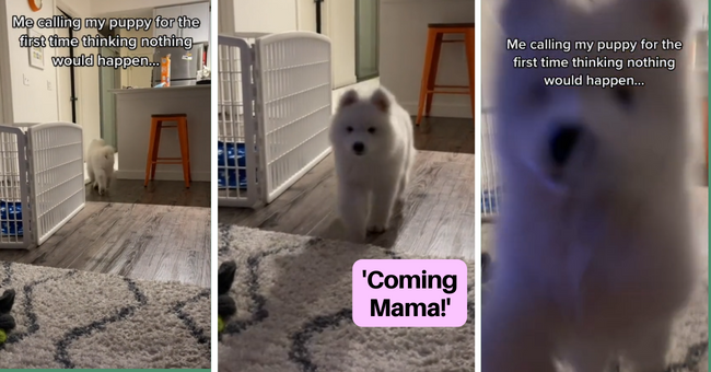 ‘Come Here!’ Lumi the Samoyed Responds Enthusiastically for the First ...