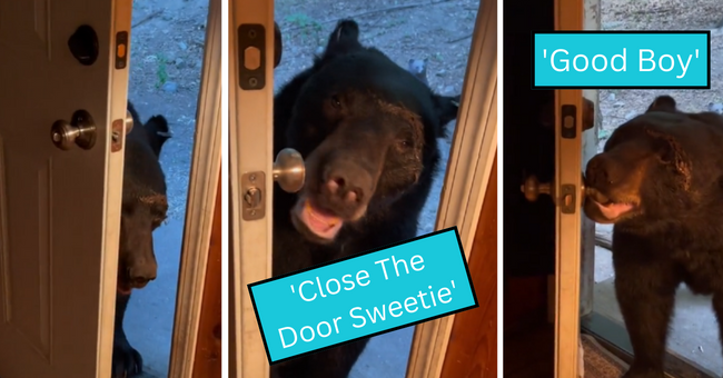 'Close The Door Sweetie' Nosy Bear Pays Visit To Woman's House, Closes ...