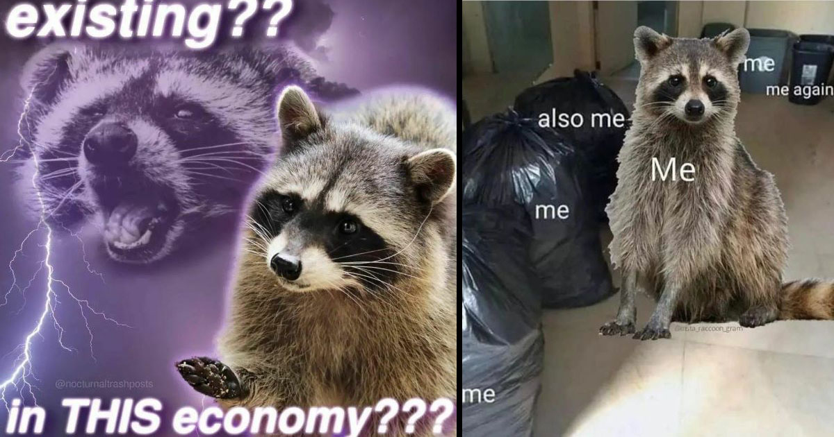 Raccoon Meme Excellent
