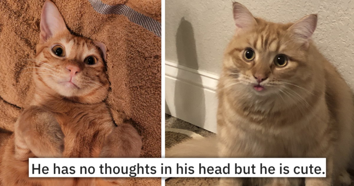 19 Empty-Headed Orange Cats Using Their One And Only Braincell To Be ...