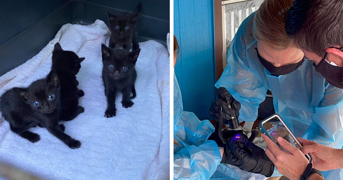 Rescued 'Vampire' Kittens Who Literally Cannot Go In The Sun Are ...