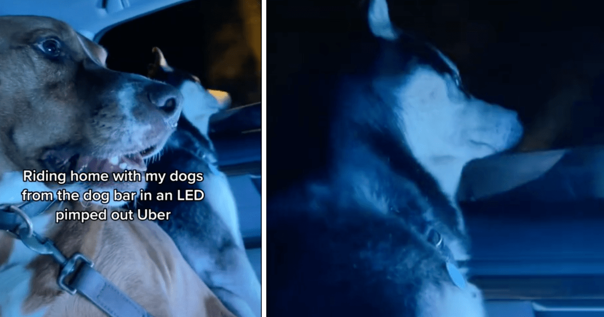 Doggos Rethink Their Entire Lives While They Ride Home From The Dog Bar ...