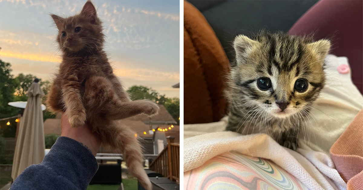 20 Cutest Kittens Of The Week: The Tiniest Fluffiest Criminals (June 25 ...