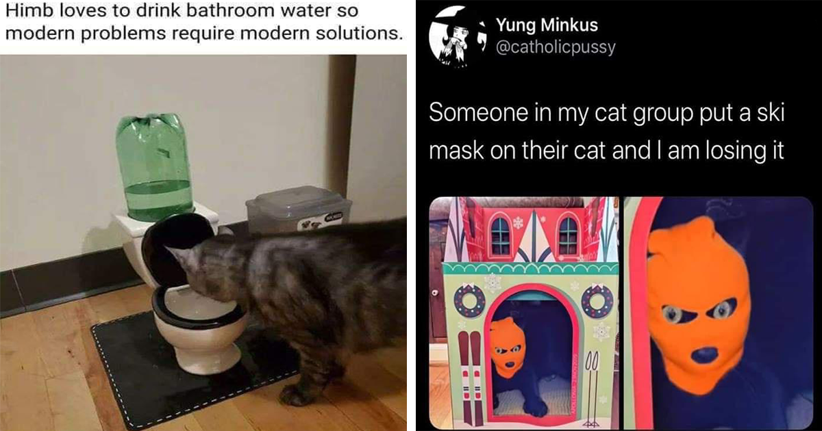 Getting Into Fourth Gear With Some Caturday Cheer: Hissterical Cat ...