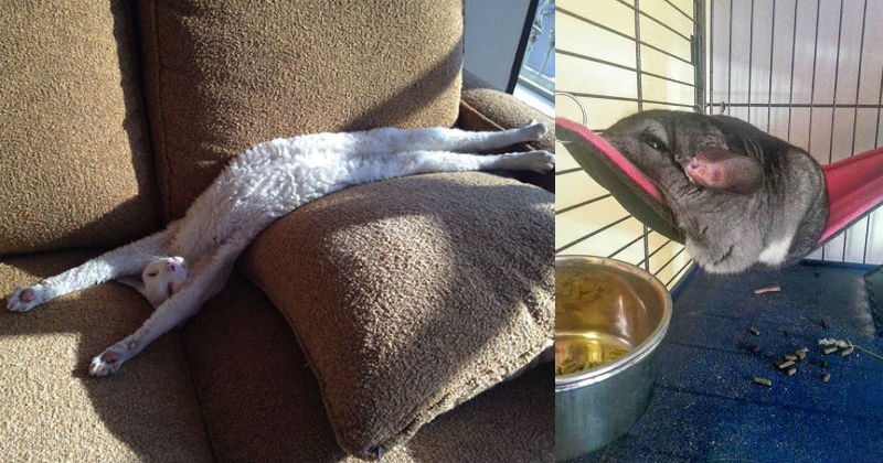 24 Animals That Melted Quicker Than Ice Cream on a Hot, Summer Day - I ...