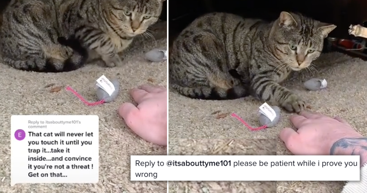 Man Who Has Spent Over 150 Days Befriending A Feral Cat Shuts Down ...