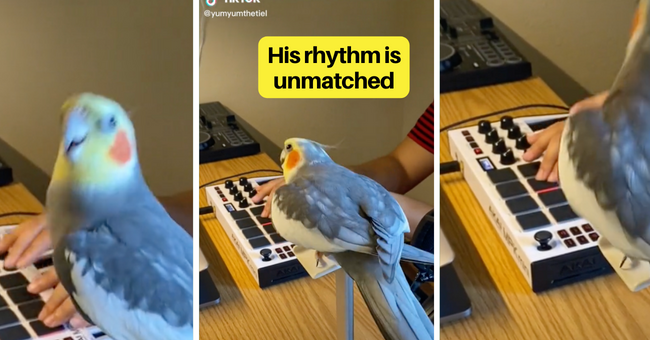 ‘Yo, let me get on this beat’ YumYum the Cockatiel Wows the Internet ...