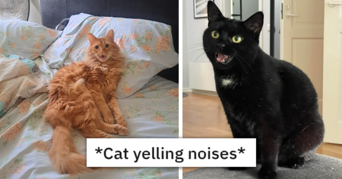 15 Photos That You Can Hear: Dramatic Cats Yelling, Screaming, And ...