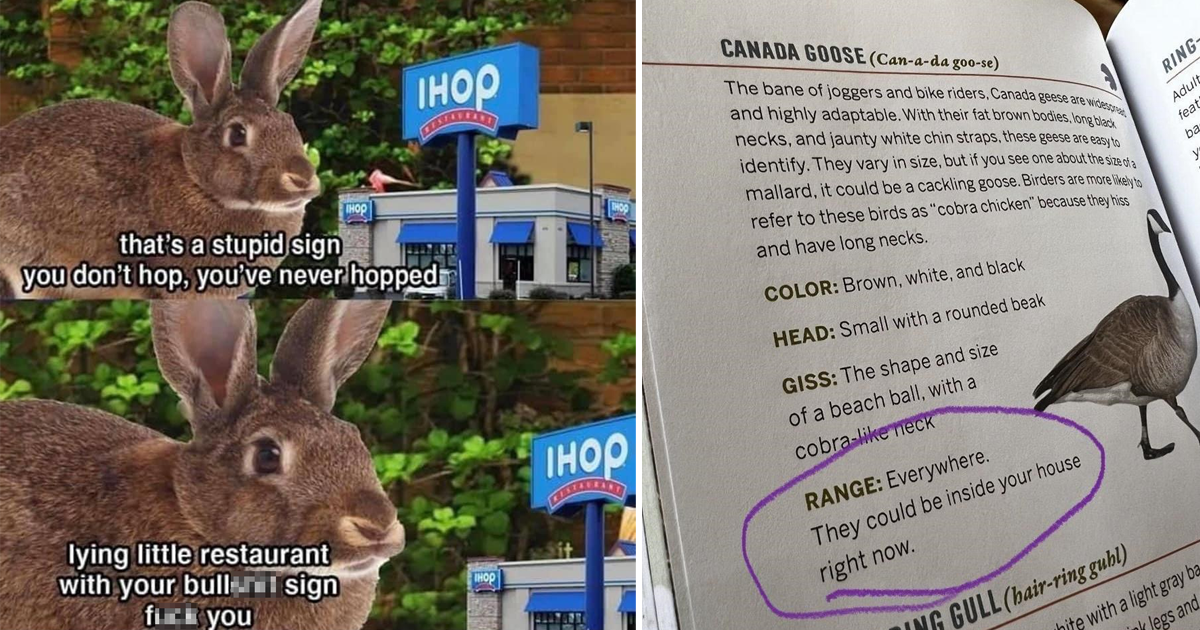 A Healthy Mix of Animal Memes That Range From Funny to Unsettling ...