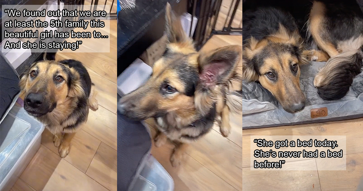 The Sweetest Rescue Puppy Who's Been Returned Five Times Finally Gets ...