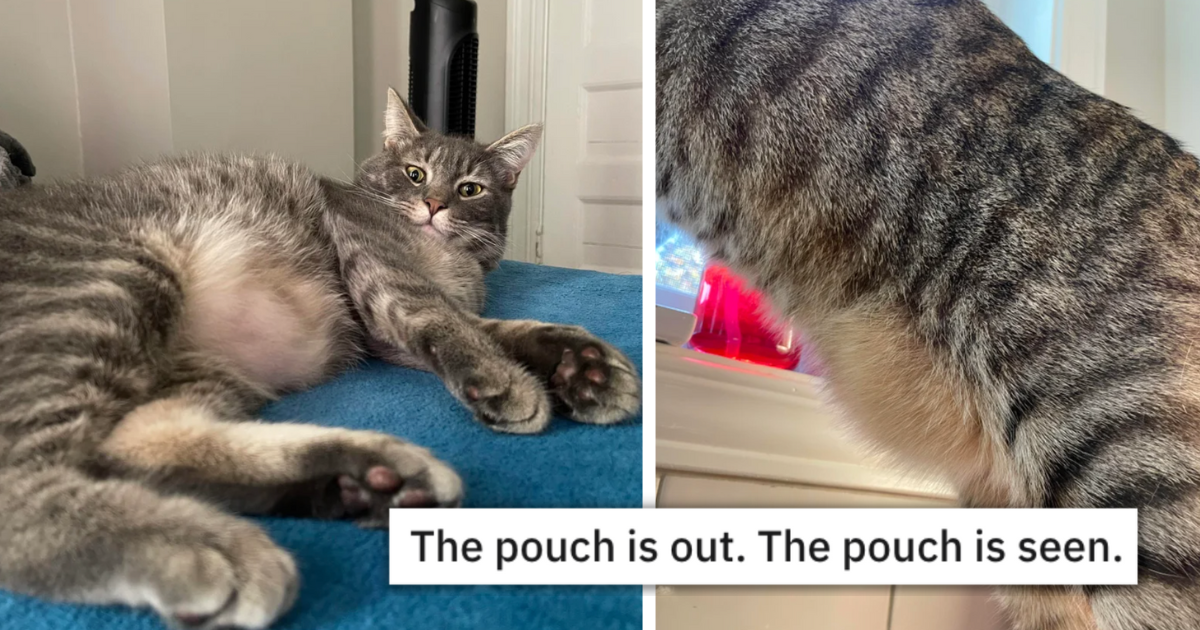 A Series Of Pouch Catatoes: 18 Fresh And Fluffy Feline Pouches - I Can ...