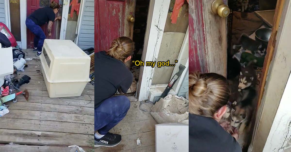 Animal Rescuers Are Called in for Three Abandoned Huskies, Find Almost ...