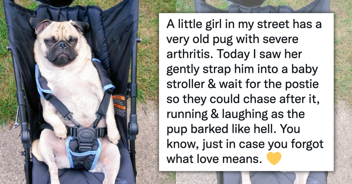 Animal Comedy - stroller - Animal Comedy - Animal Comedy, funny animals ...