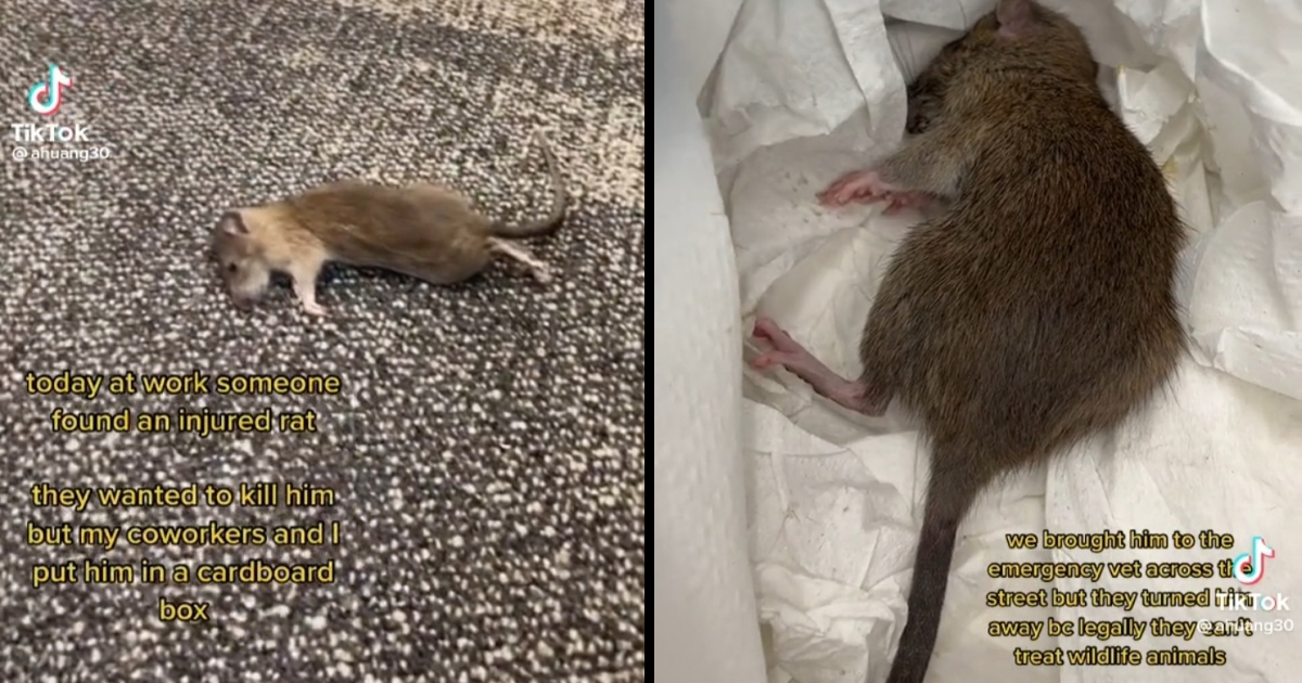New Yorker Generates Mixed Reactions Trying To Save Injured City Rat ...