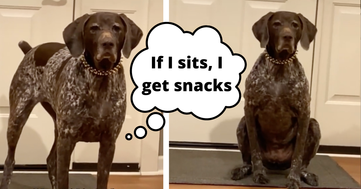Doggo Delight: Sassy Shorthaired Pointer Uses The One And Only Command ...