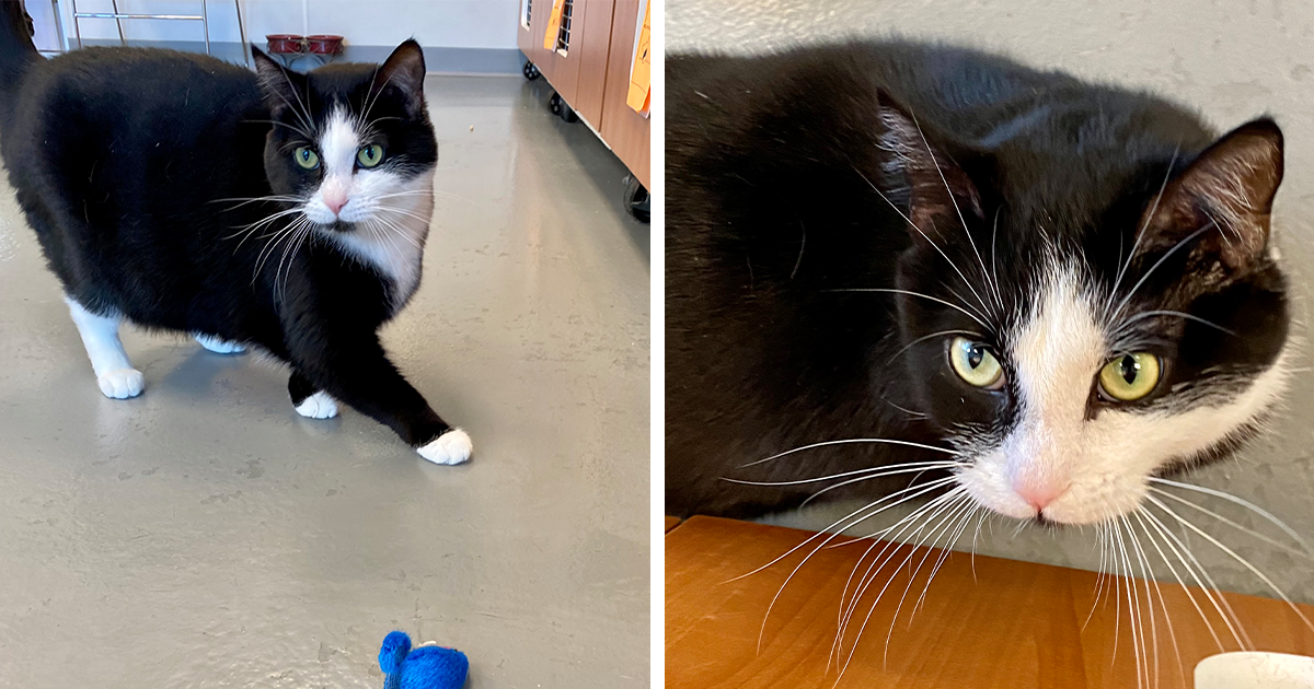 Sassy Chonky Cat Finds Furrever Home, Now Queen Of Her Own Castle - I ...