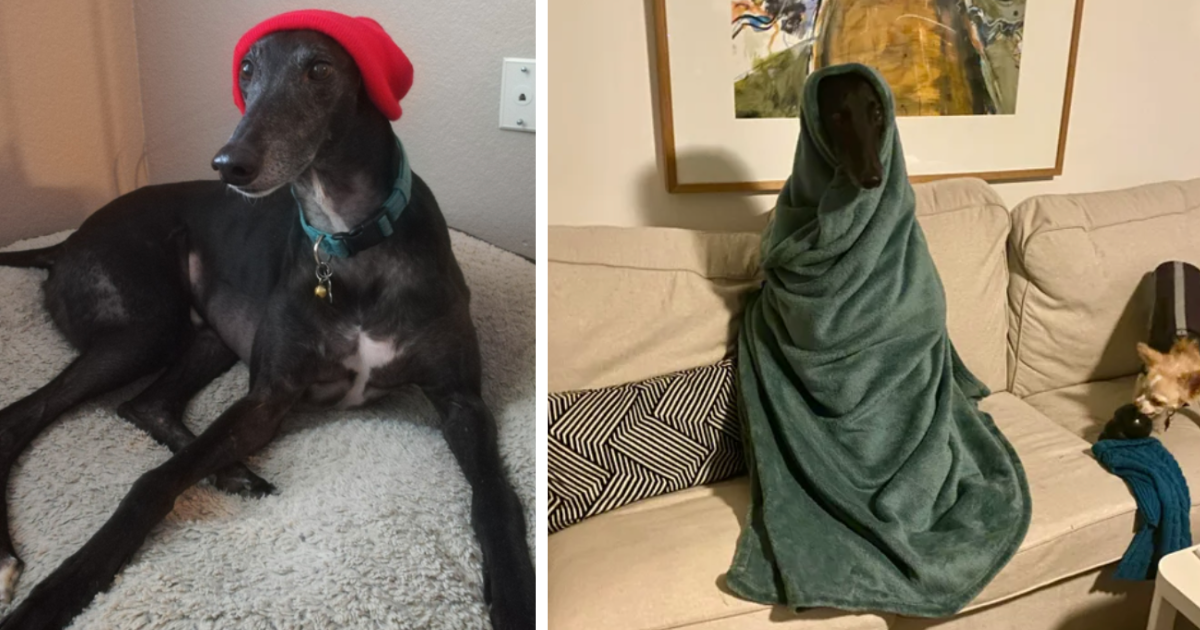 12 Goofy Greyhounds Showcasing Their Long Limbs And Quirky ...