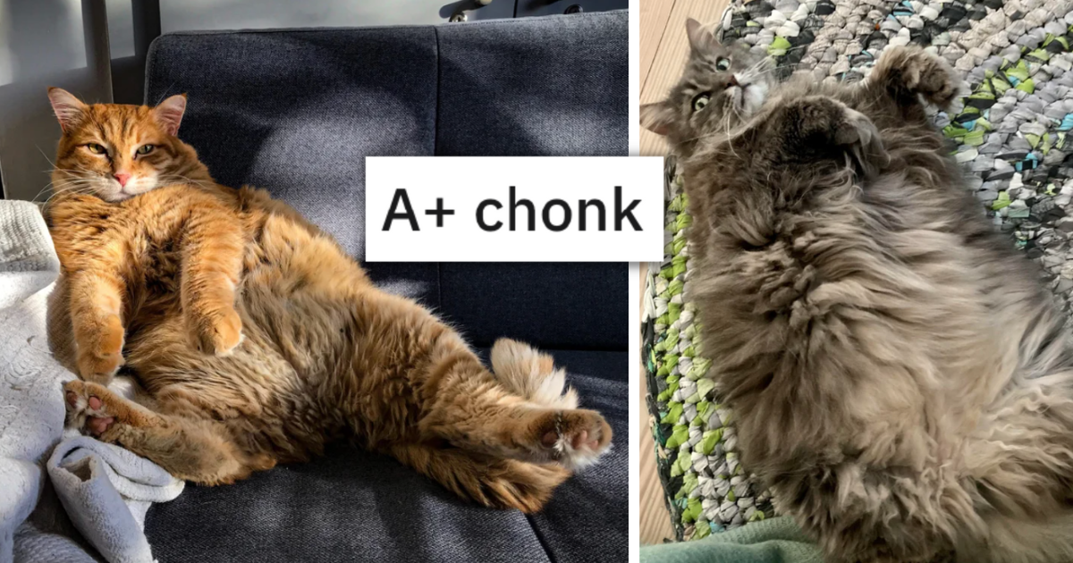 Chonky Chuesday: 15 Photos Of Round Fluffy Cats With A Little Bit Of ...