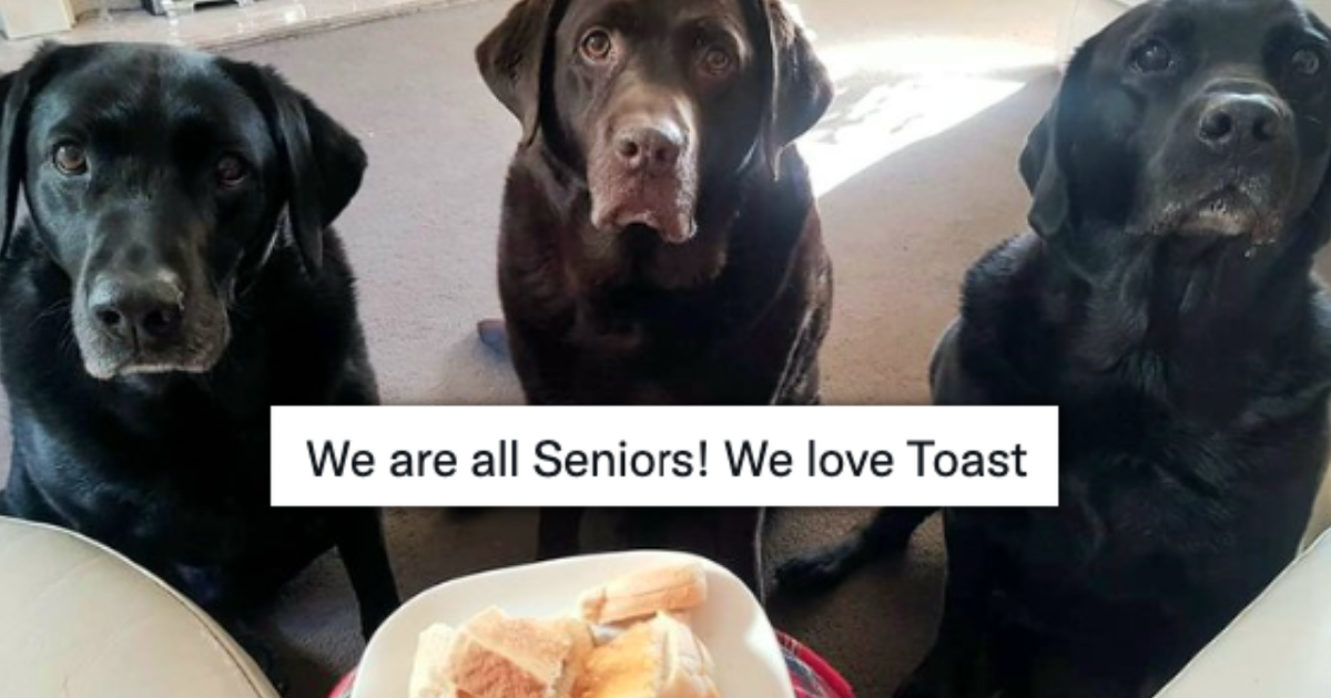 A Senior Citizen Appreciation Thread: Dog Owners Celebrate Their Sweet ...