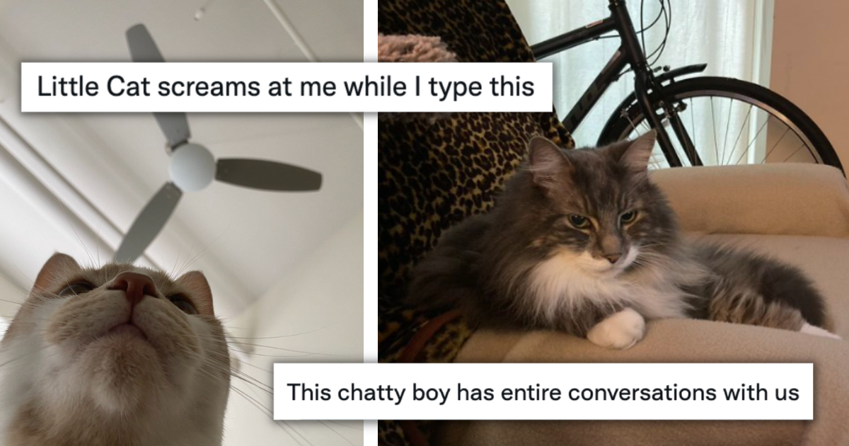 27 Chatty Cats That Won't Stop Talking To Their Owners: A Funny Little ...